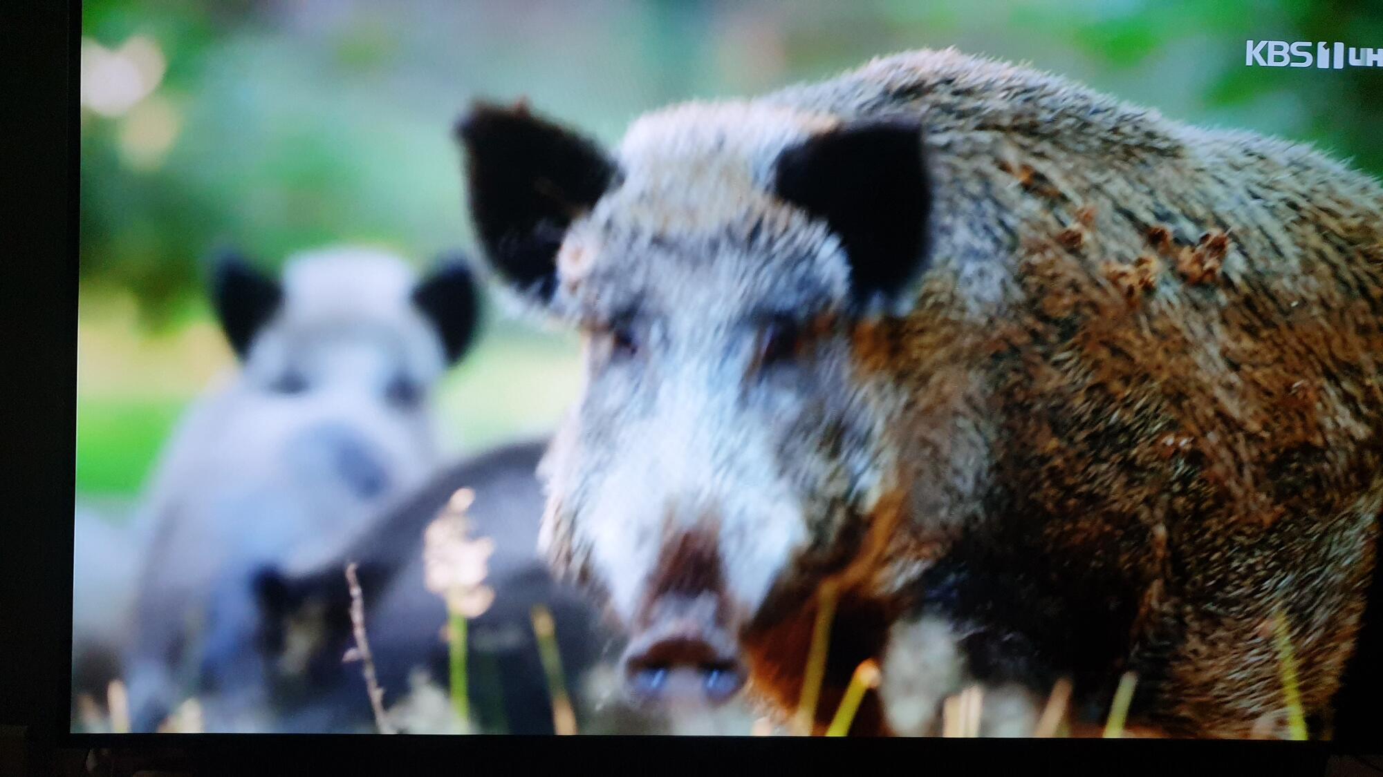 KBS1 UHD 동물의 왕국 캡쳐사진들 - DVDPrime