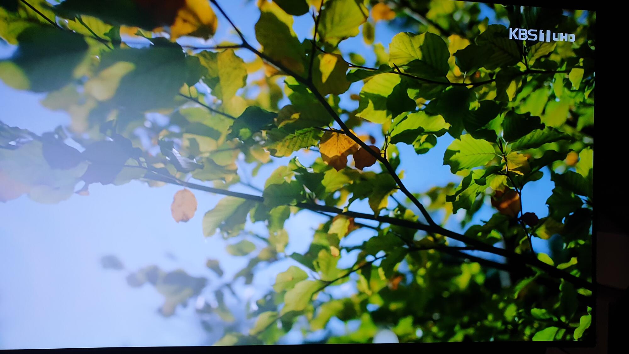 KBS1 UHD 동물의 왕국 캡쳐사진들 - DVDPrime