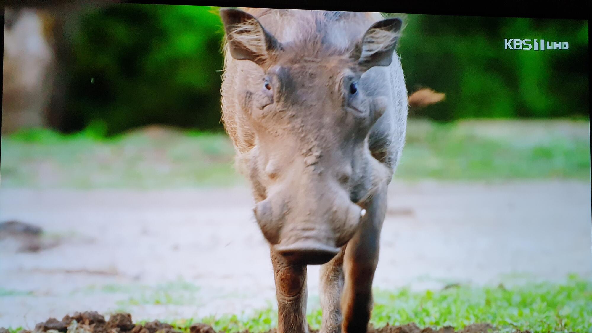 지금 KBS 트레킹 노트 리얼 UHD - DPrime
