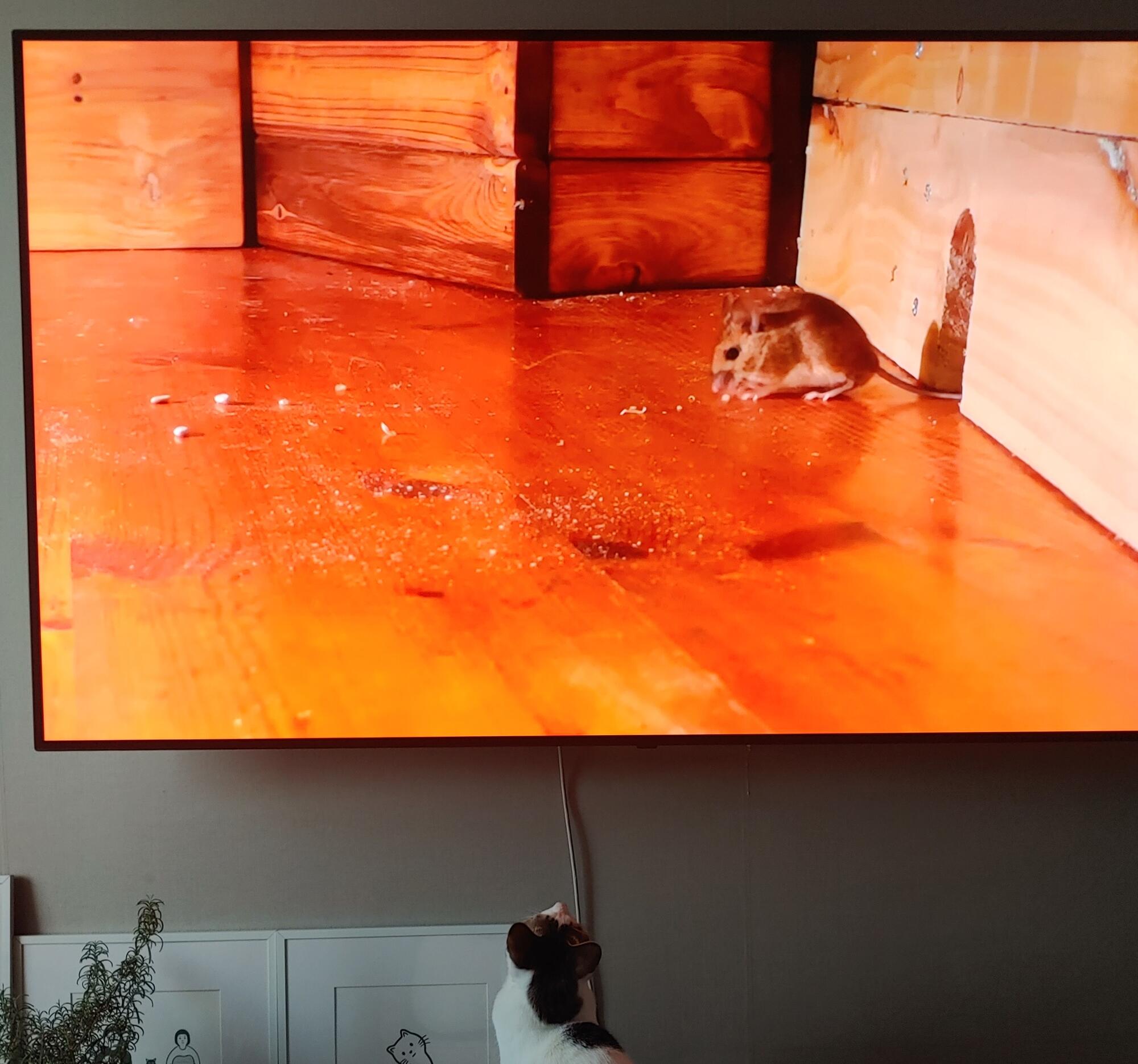 OLED 번인 오게되면 시청하는데 많이 불편한가요? - DPrime