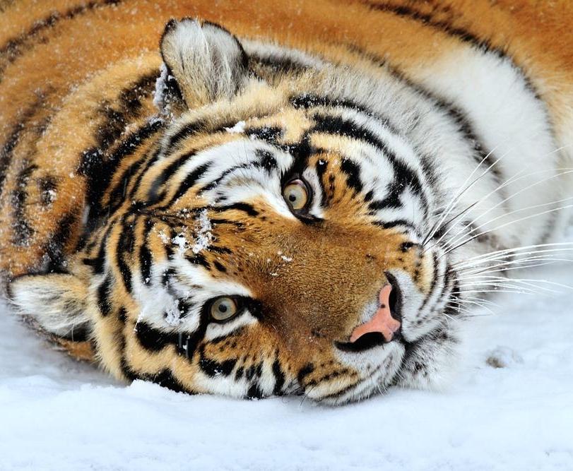 왕가위 감독 OST LP - DPrime