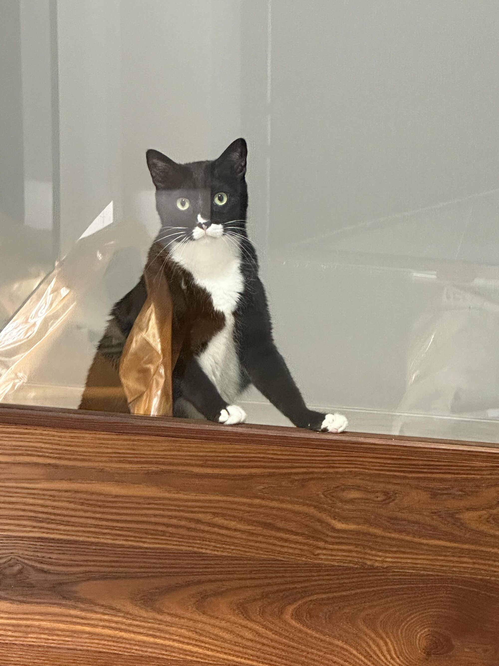 제시카 알바의 - 판타스틱4 - DVDPrime