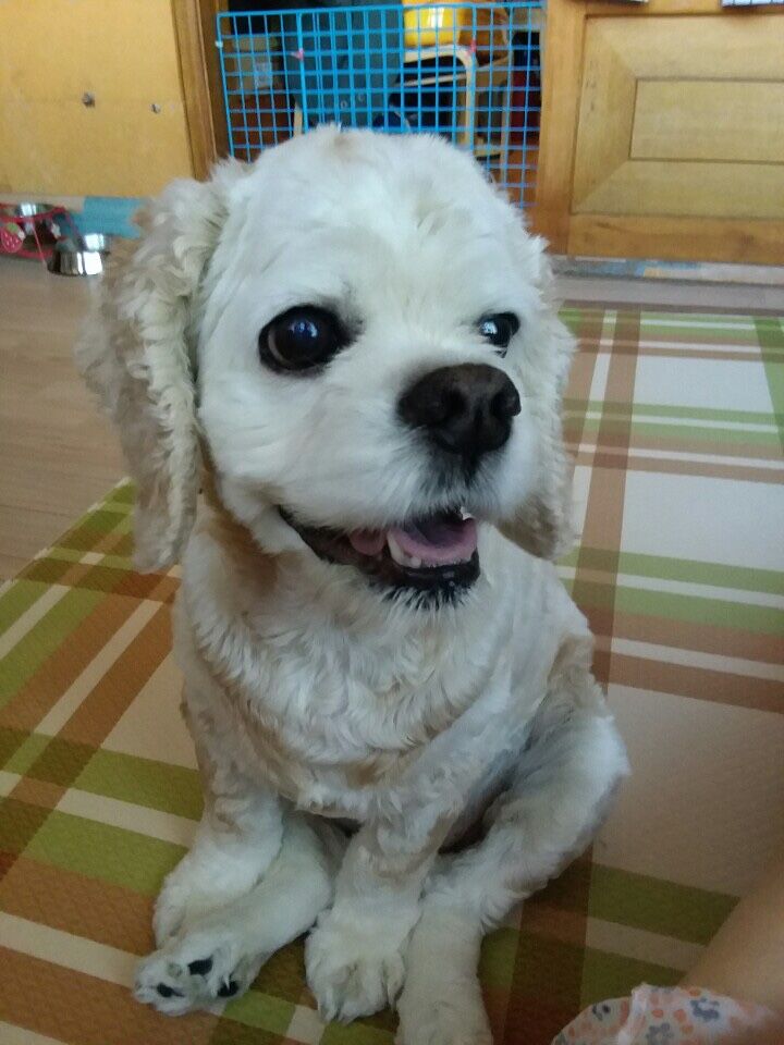 글래디에이터 II IMAX 포스터 - DVDPrime