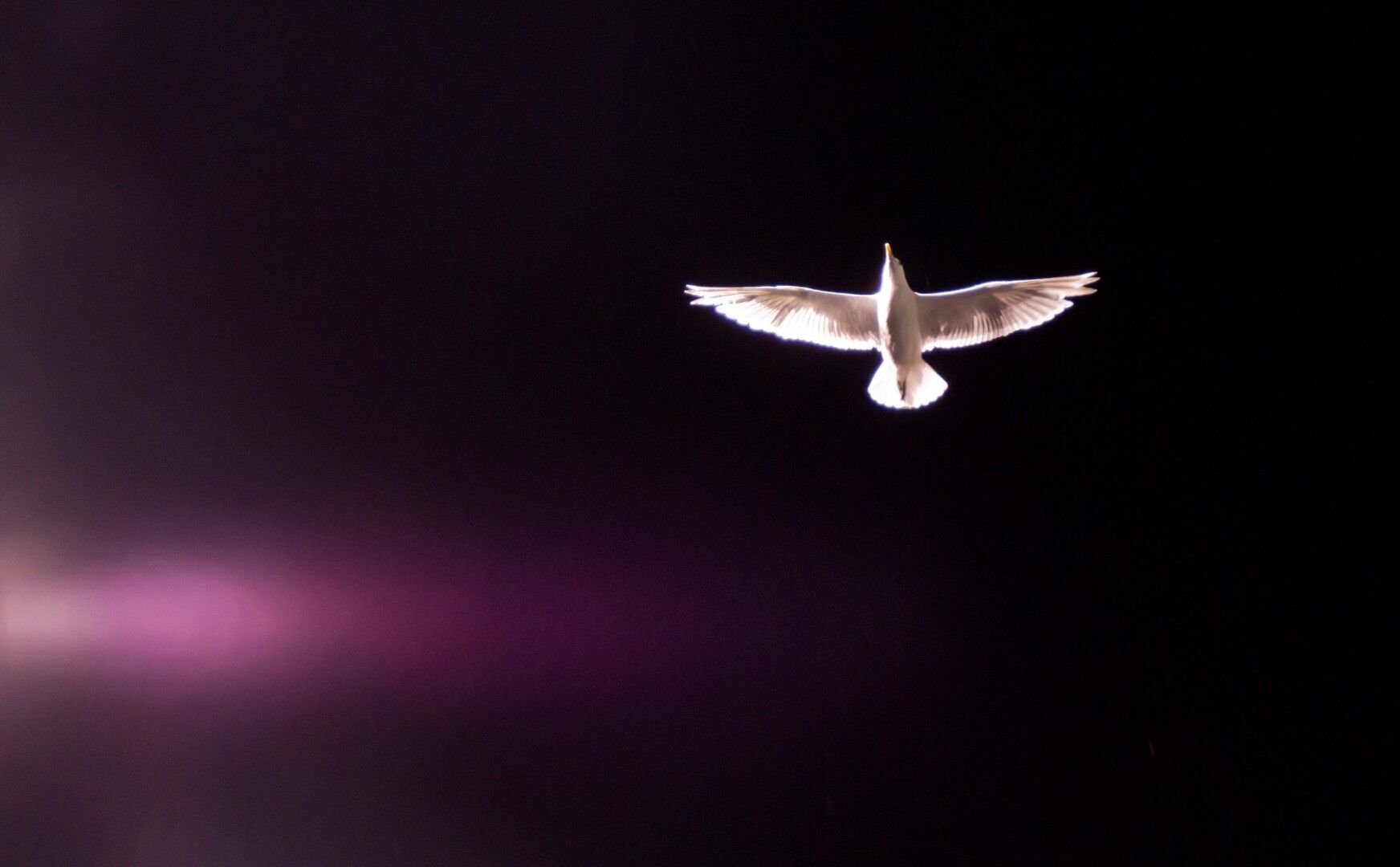 APEC 축하공연 A~Z 편집영상 - DVDPrime