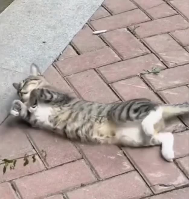 자다가 일어나던 고양이가 당황한 순간 - MANIA