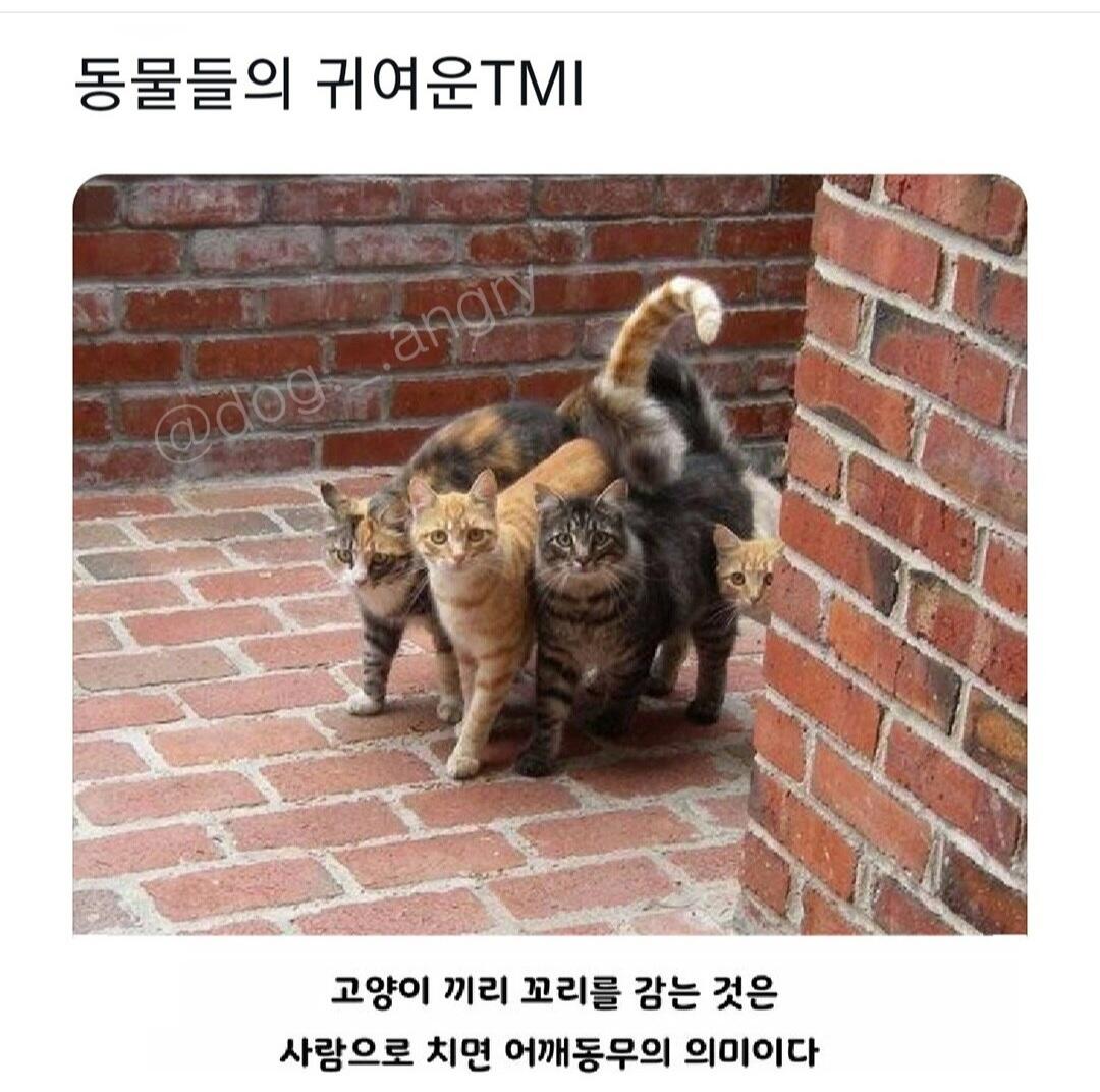 동물들의 귀여운 TMI - MANIA