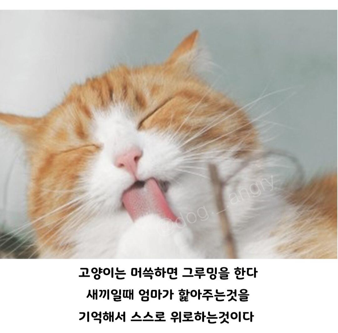 동물들의 귀여운 TMI - MANIA