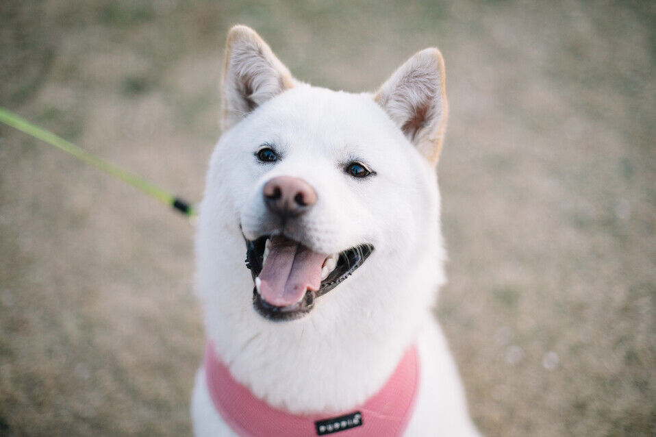 PSG, 프랑스컵 32강에서 충격패하며 탈락 - MANIA