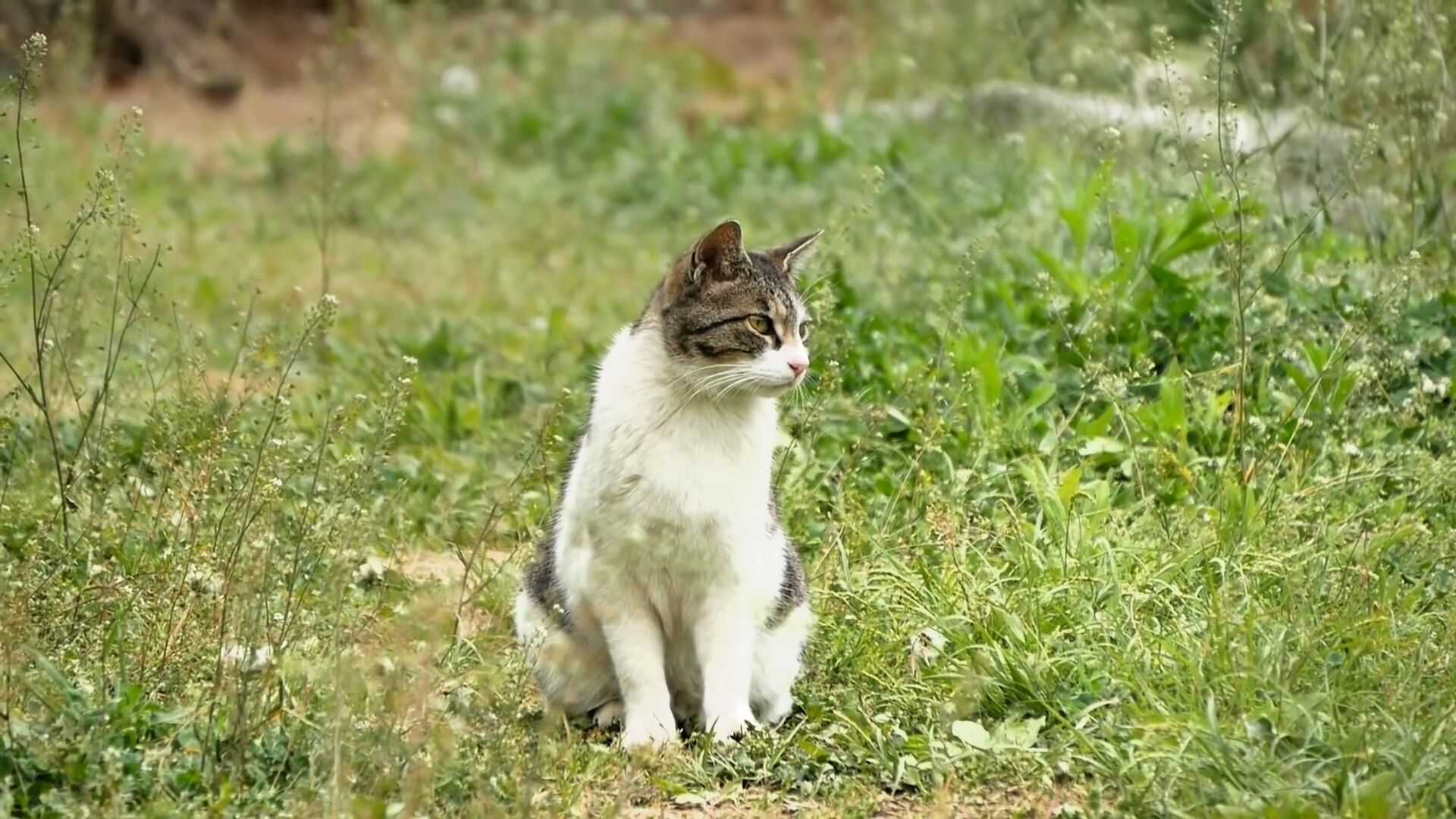 KT 하면 누구 떠오르나요 - MANIA